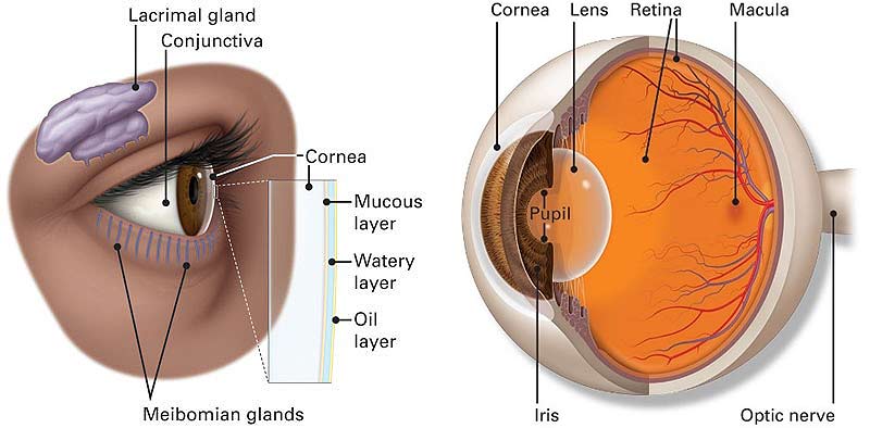 Basic Anatomy Of The Eye Eyecare Associates Of New Orleans